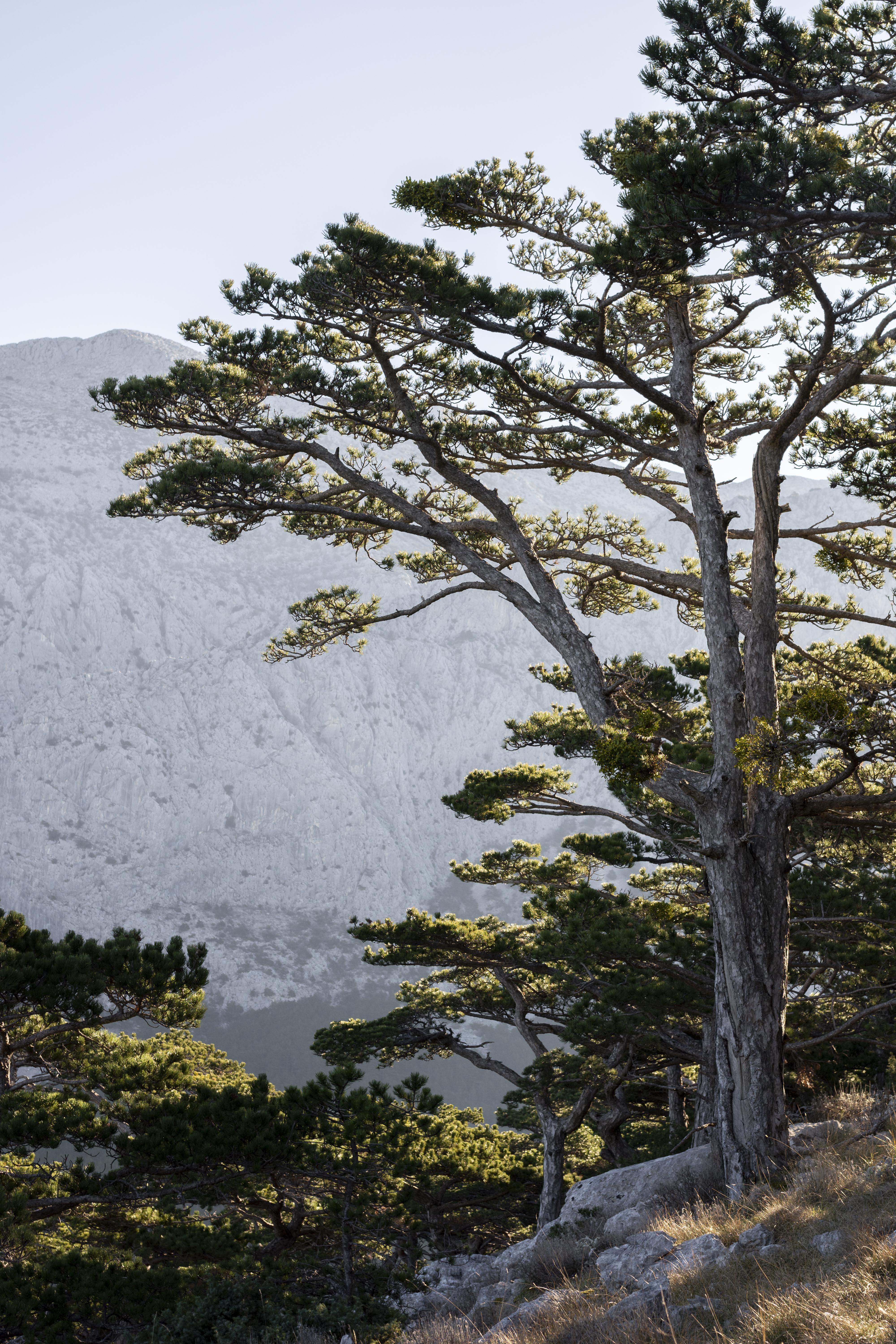 What Are The Different Designs Of Cliff Cypress Bracelets Available ...